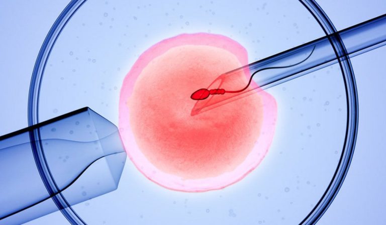Where Does Fertilization Take Place? - Fallopian Tubes and IVF